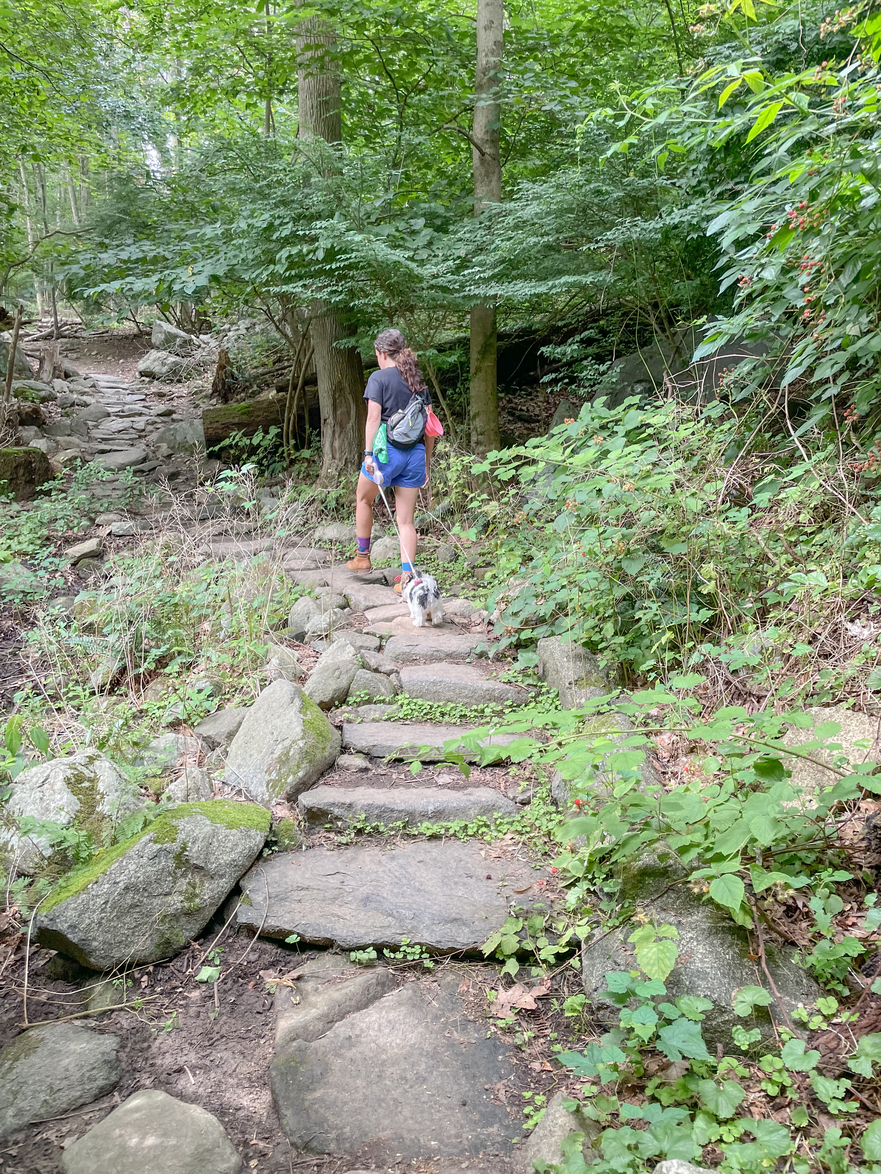 Connecticut State Park Journeys: Mianus River – Momma Wanderer